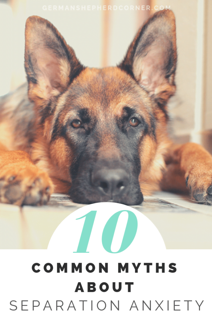 How to Treat Separation Anxiety in a Dog