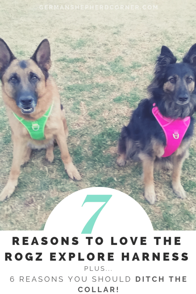 Rogz Explore Harness Review: 7 Reasons to Love it!
