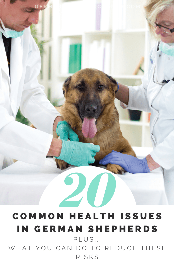 20 Potential Health Issues in German Shepherds + How to Prevent Them
